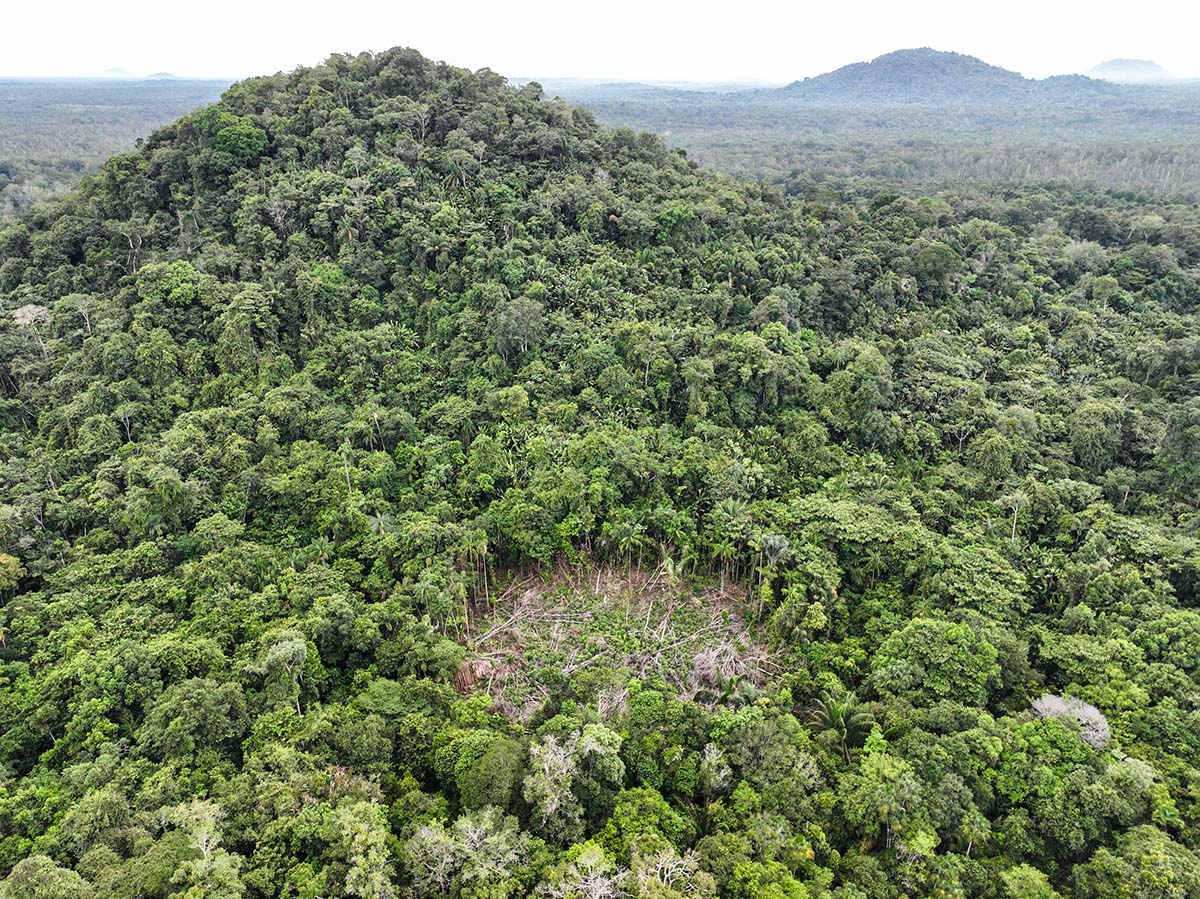 Brazilian Pavilion will present "Terra", rethinking the country as ...