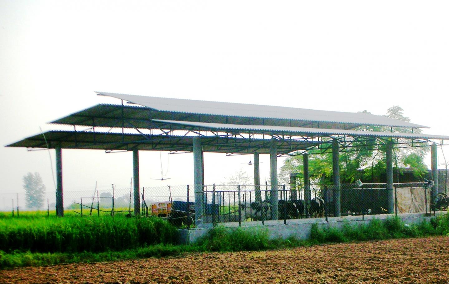 MODERN CATTLE SHEDS, PUNJAB